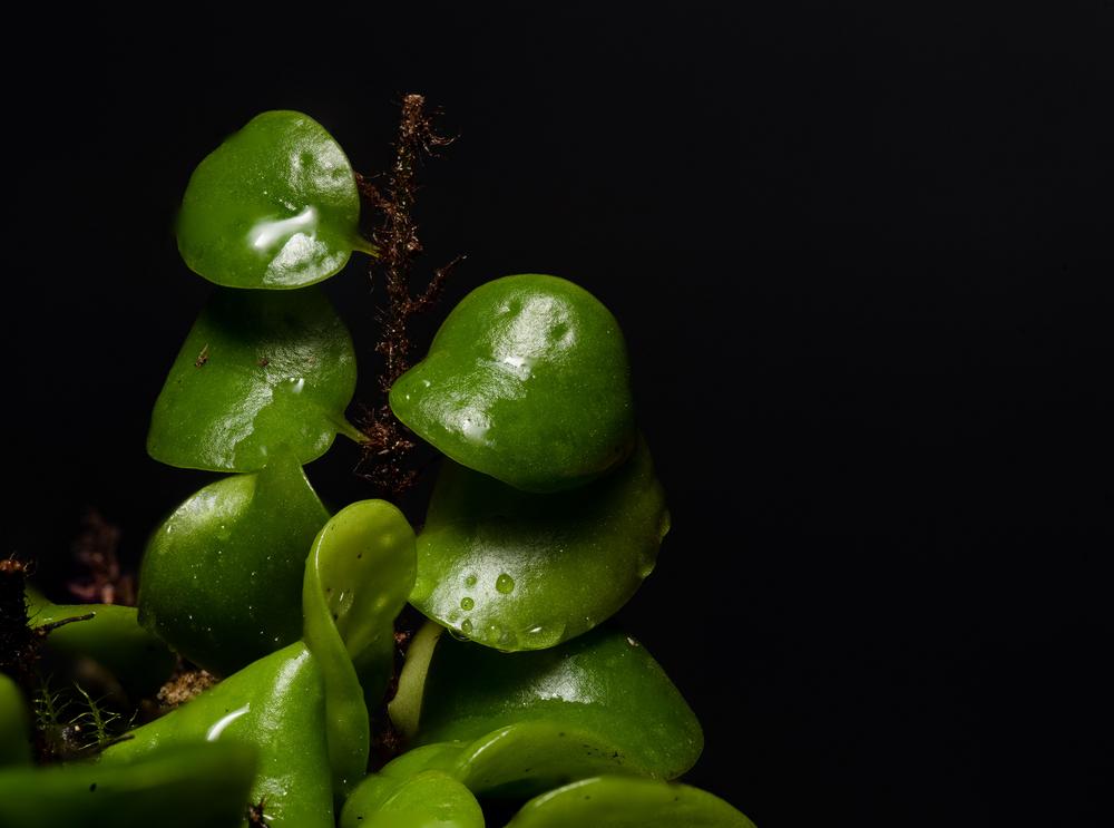 Lepisorus microphyllus - Garden.org