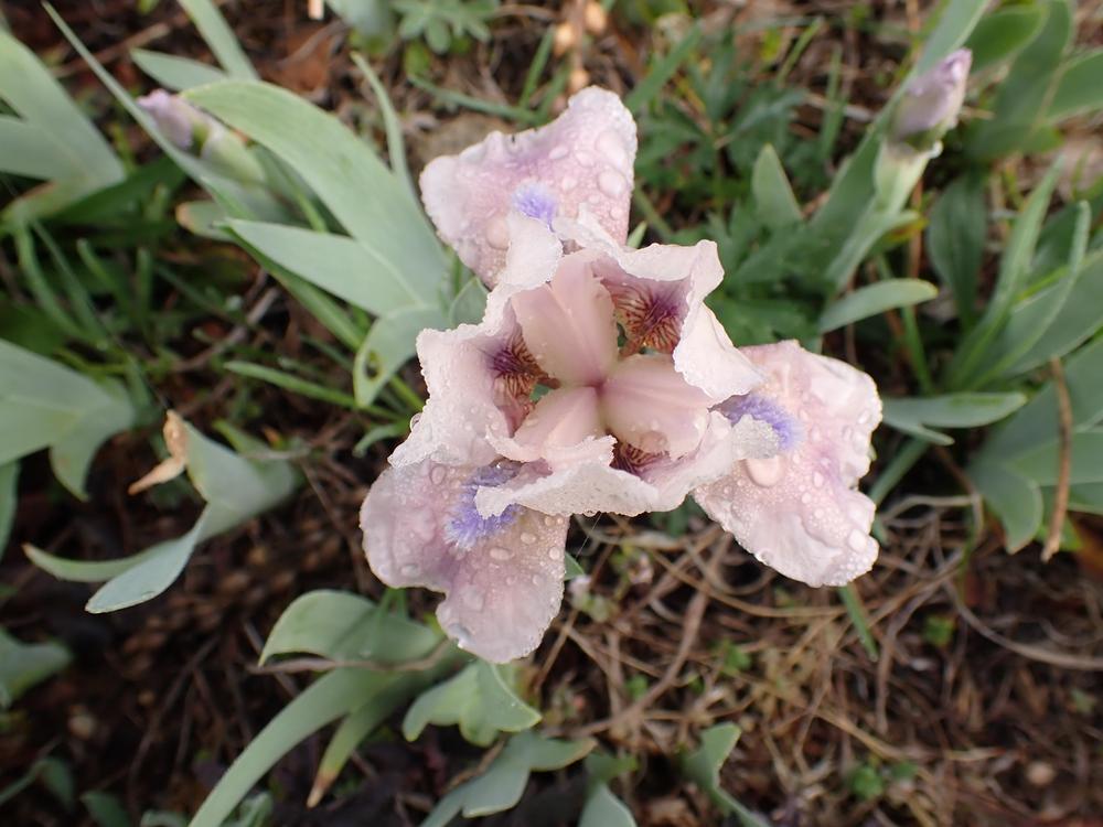 Photo of the bloom of Standard Dwarf Bearded Iris (Iris 'Windrose ...