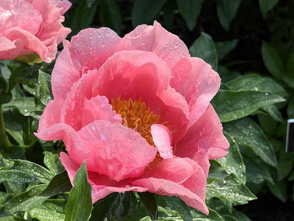 Peony (Paeonia 'Lovely Rose') in the Peonies Database - Garden.org