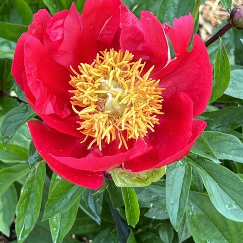 Peony (Paeonia 'Brightness') in the Peonies Database - Garden.org