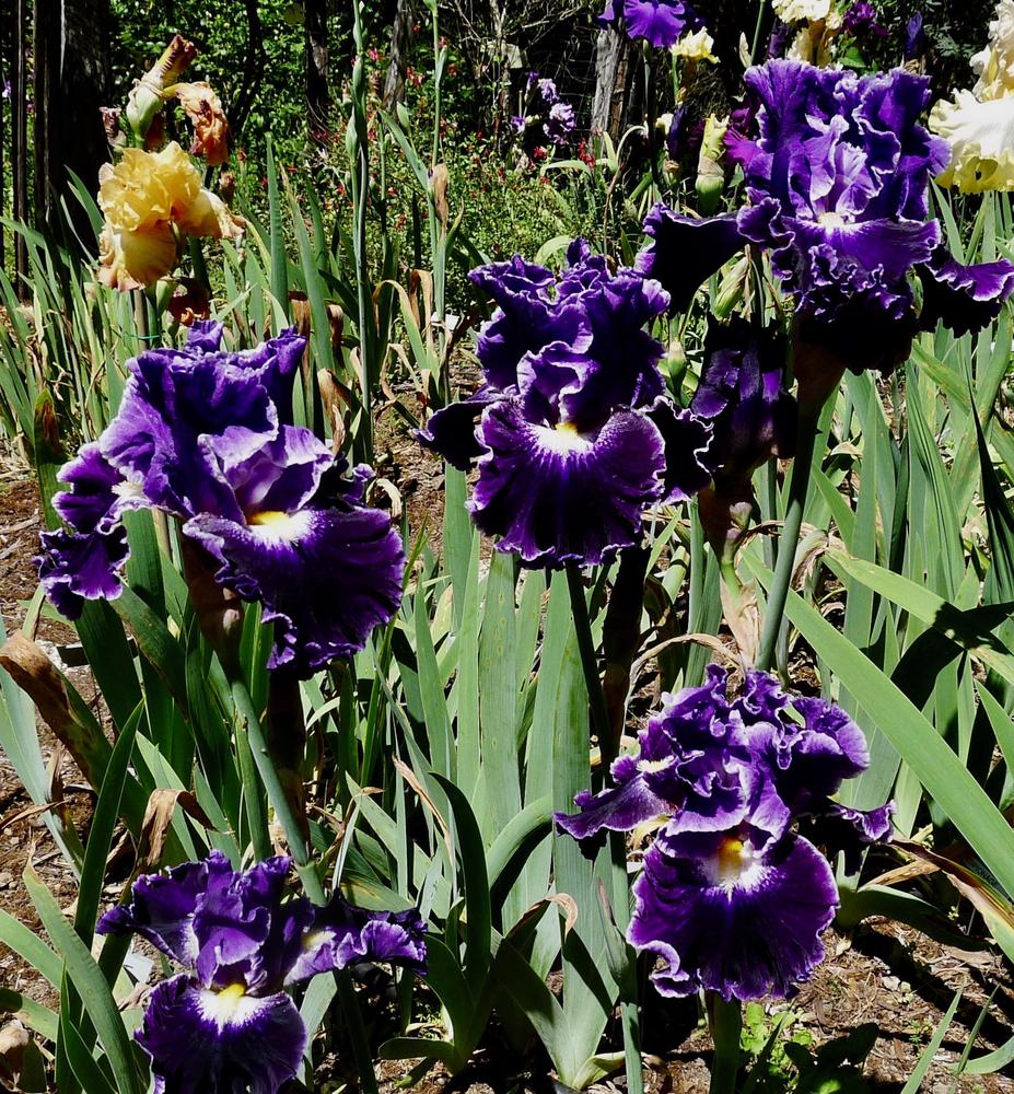 Photo of the entire plant of Tall Bearded Iris (Iris 'Dark Universe ...