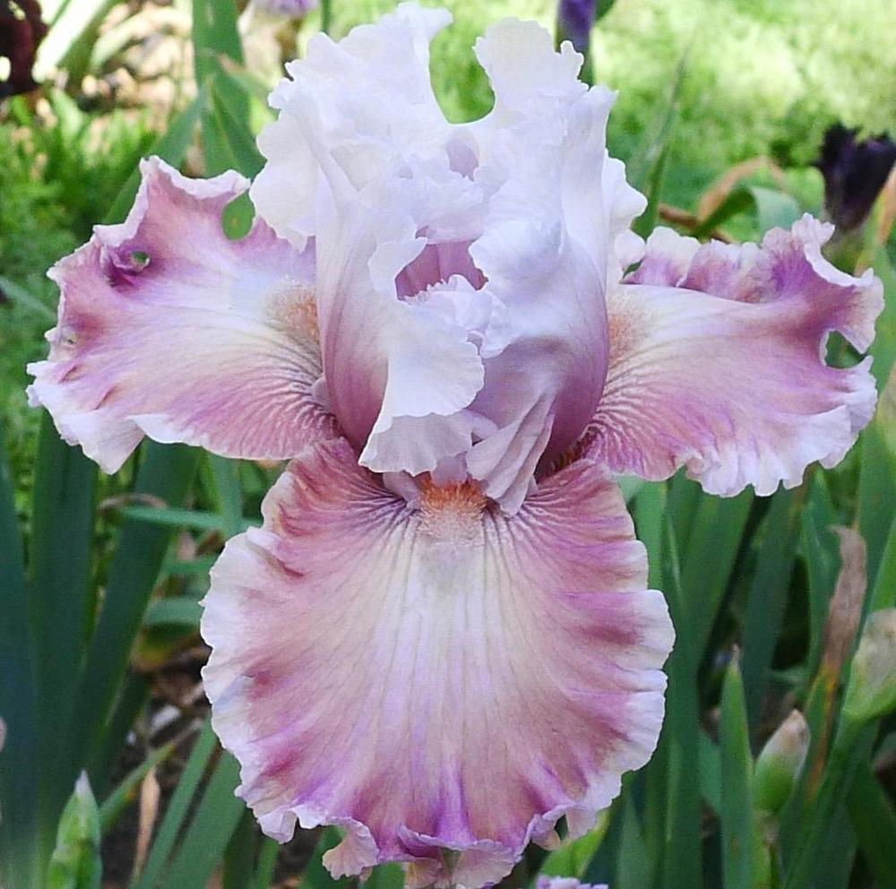 Photo of the bloom of Tall Bearded Iris (Iris 'Pharaoh's Poet') posted ...