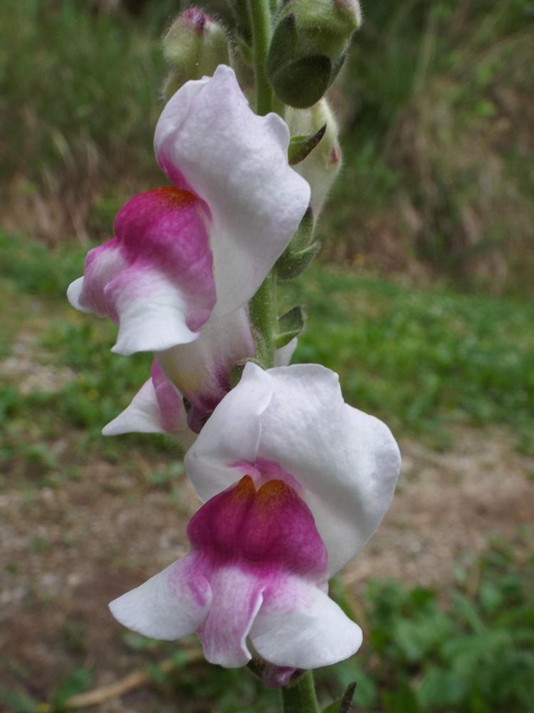 Photo of the bloom of Snapdragon (Antirrhinum majus 'Brighton Rock ...