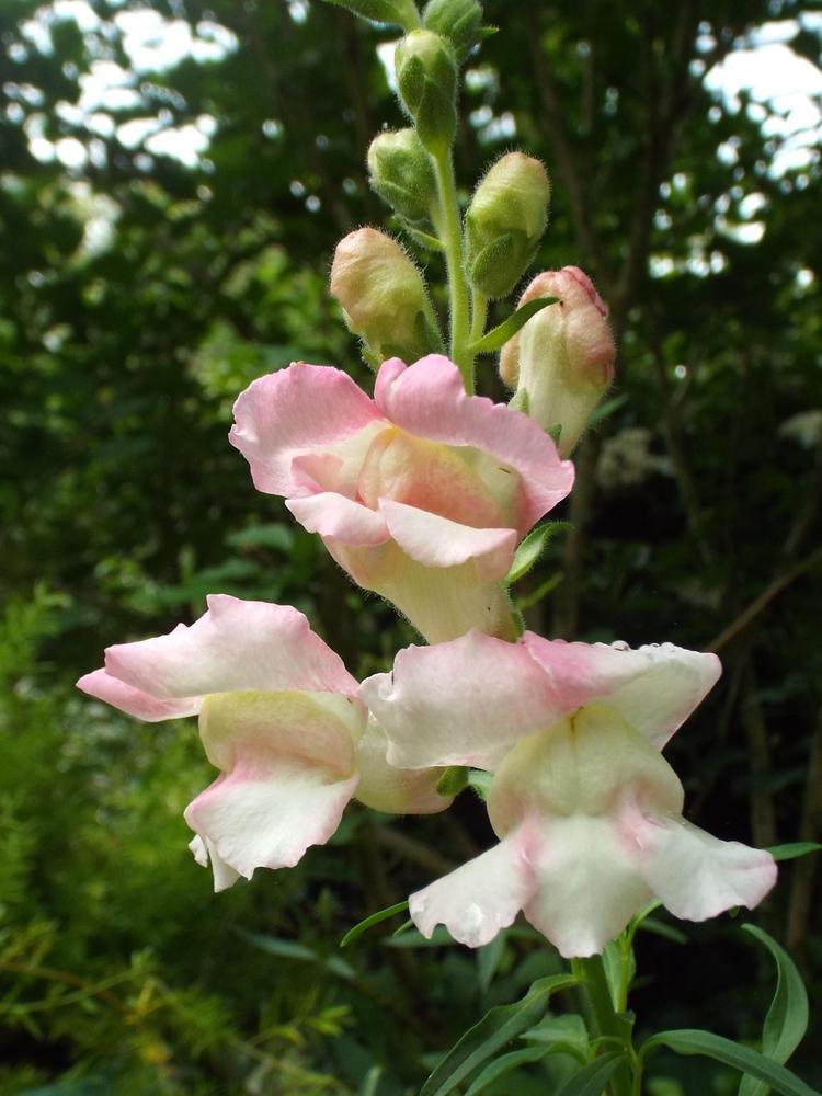 Photo of the bloom of Snapdragon (Antirrhinum majus 'Brighton Rock ...