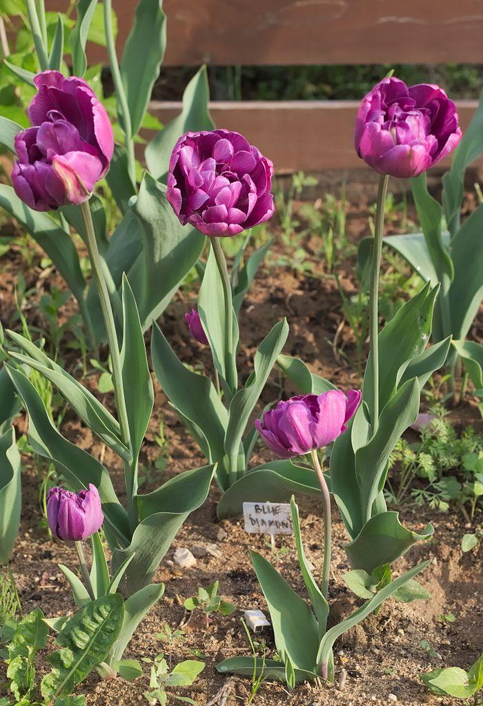 Photo of the entire plant of Double Late Tulip (Tulipa 'Blue Diamond ...