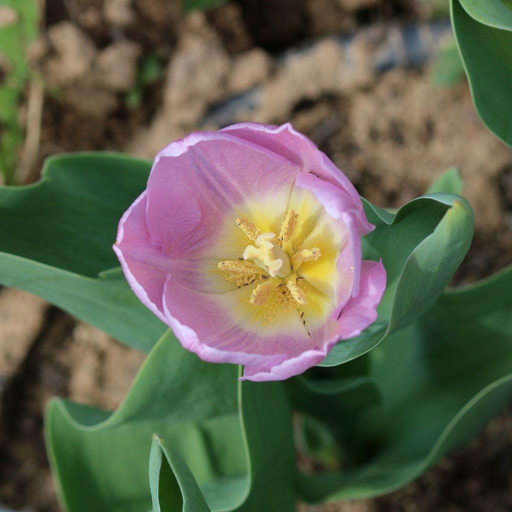 Photo of the stamens, filaments and pistils of Tulip (Tulipa 'Candy ...