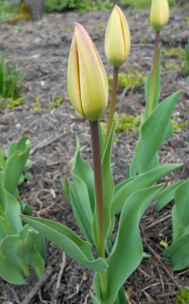 Photo of the closeup of buds, sepals and receptacles of Darwin Hybrid ...