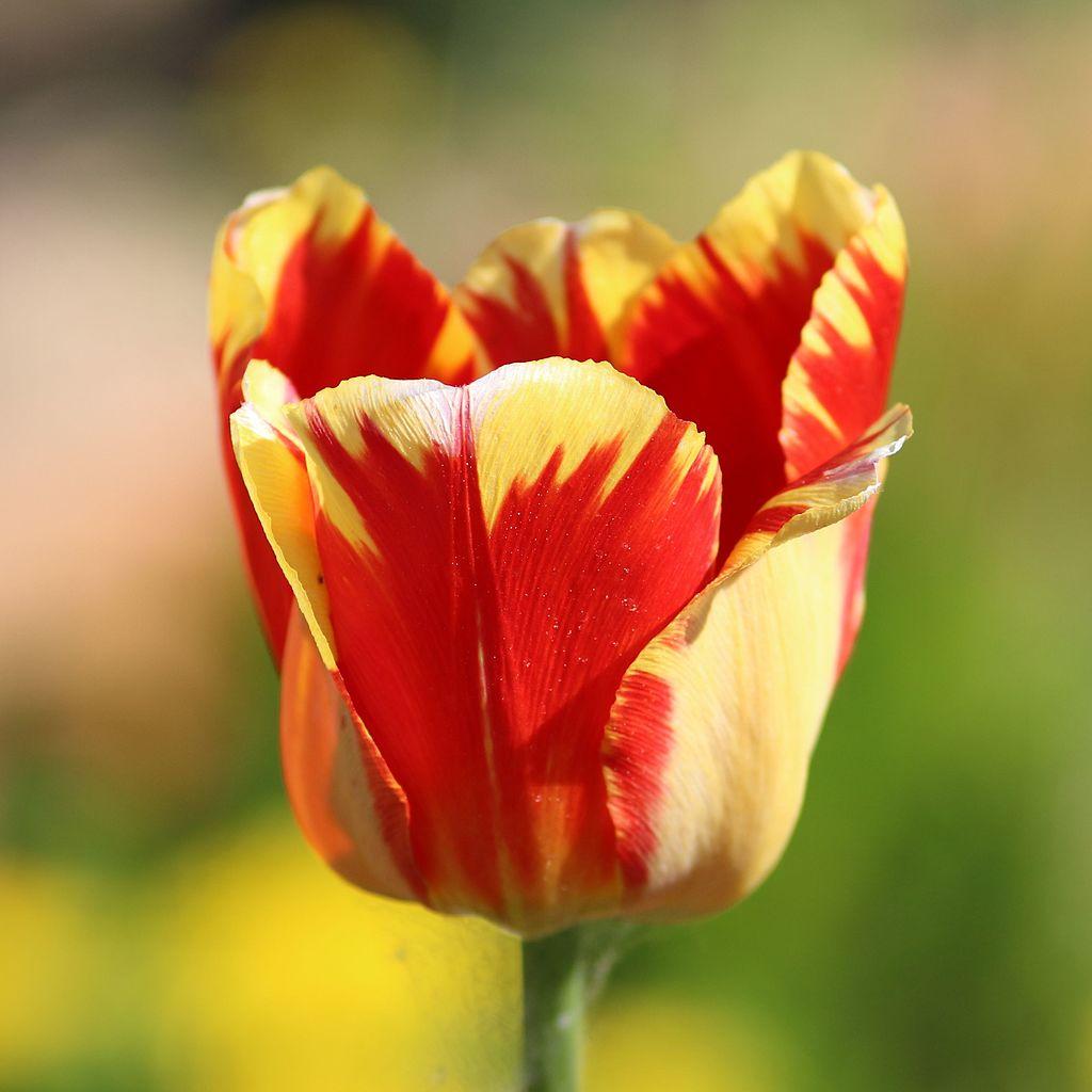 Photo of the bloom of Darwin Tulip (Tulipa 'Banja Luka') posted by ...