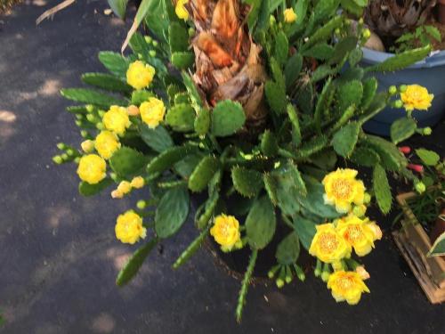 What kind of cactus is this? in the Plant ID forum - Garden.org