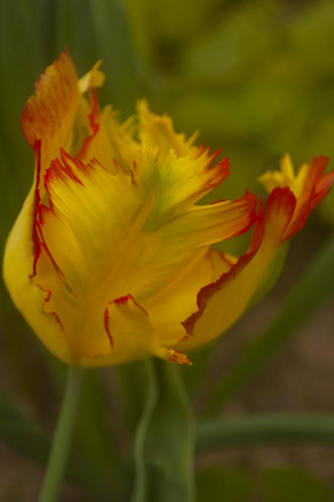 Tulip (Tulipa 'Caribbean Parrot') in the Tulips Database - Garden.org