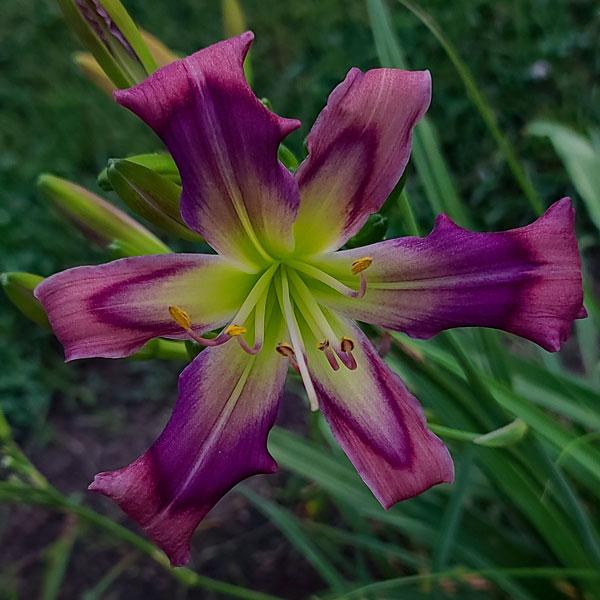 Daylily (Hemerocallis 'Wind Weaver') in the Daylilies Database - Garden.org