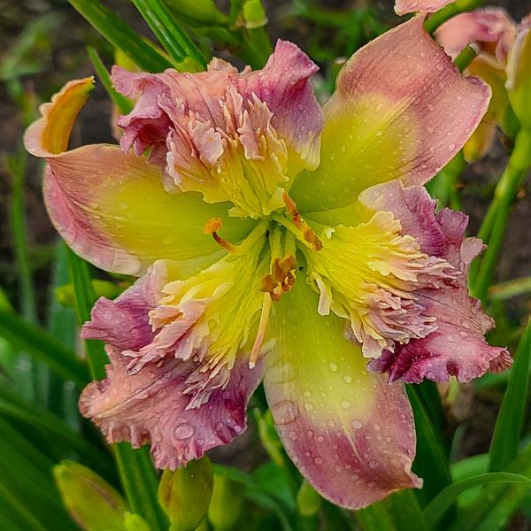 Photo of the bloom of Daylily (Hemerocallis 'My Bearded Valentine ...