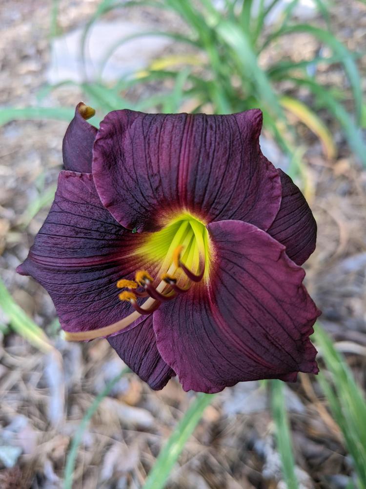 Daylily (Hemerocallis 'Poe's Raven') in the Daylilies Database - Garden.org