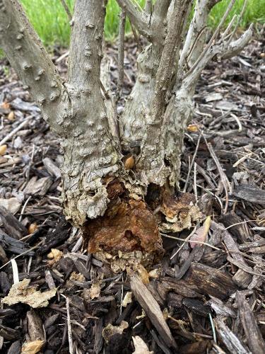 Rotting Hydrangea Trunk in the Ask a Question forum - Garden.org
