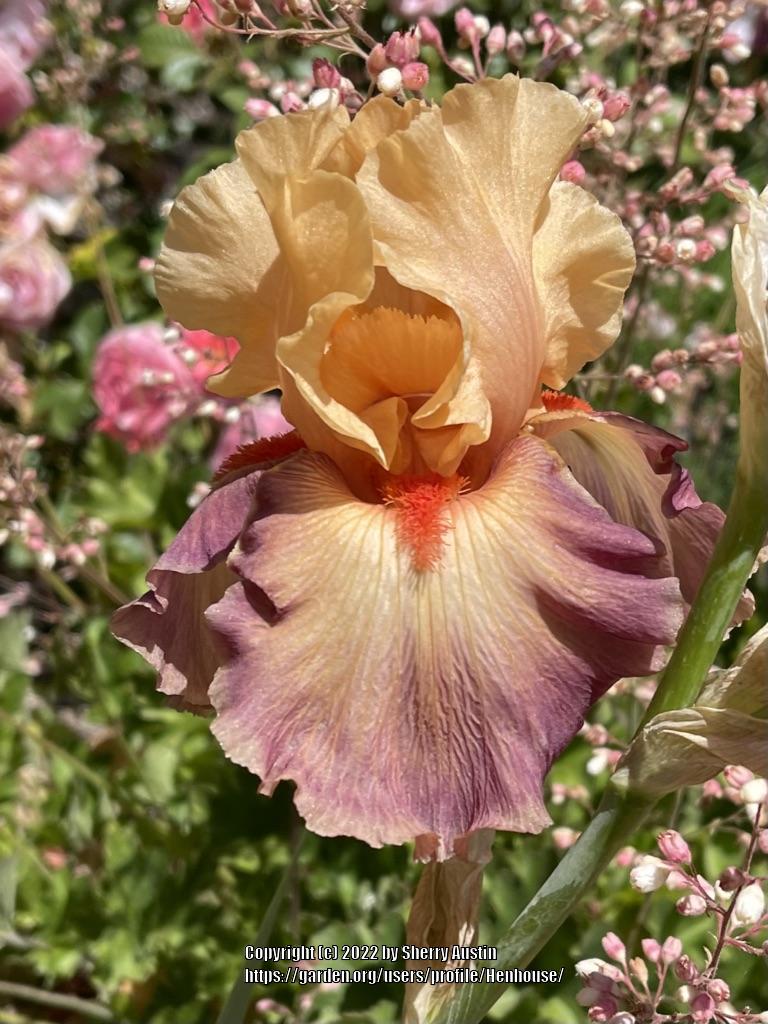 Photo of the bloom of Tall Bearded Iris (Iris 'Rio') posted by Henhouse ...