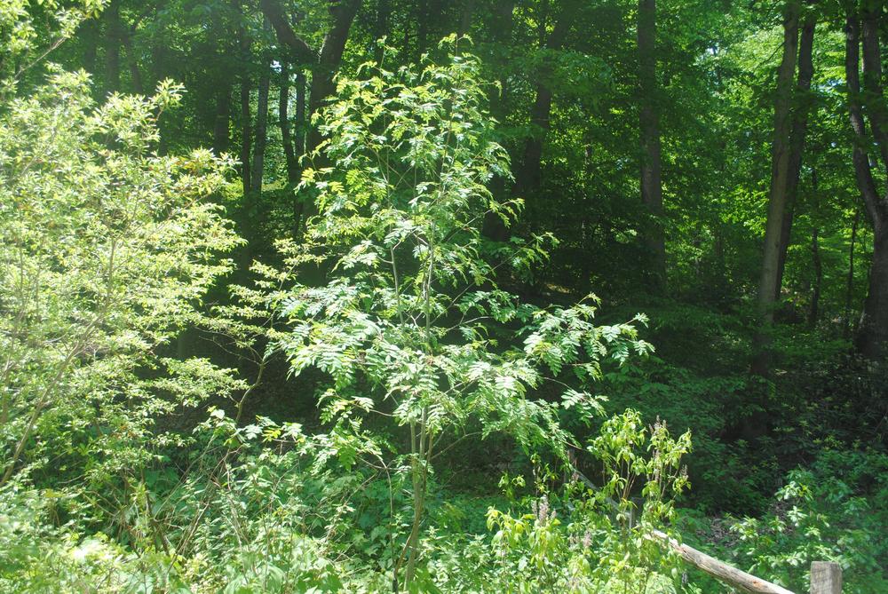 Photo of the entire plant of Showy Mountain Ash (Sorbus decora) posted ...