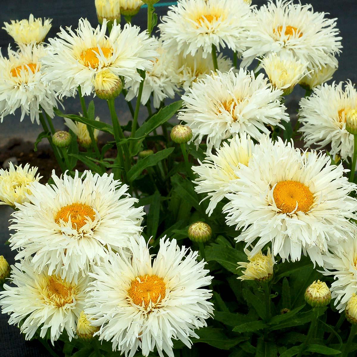 Photo of the bloom of Double Shasta Daisy (Leucanthemum x superbum ...