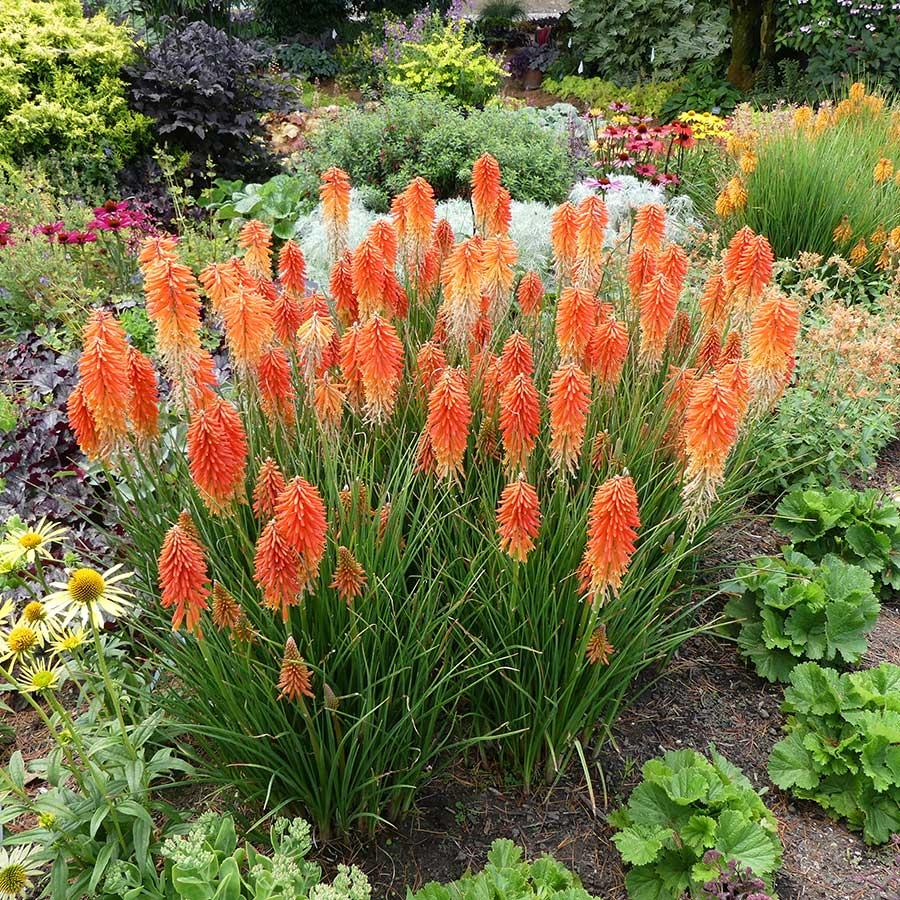 Photo of the entire plant of Torch Lily (Kniphofia Poco™ Sunset) posted ...