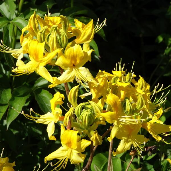 Photo of the bloom of Pontic Azalea (Rhododendron luteum) posted by ...