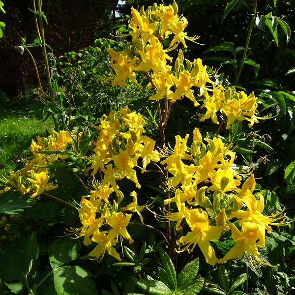 Photo of the bloom of Pontic Azalea (Rhododendron luteum) posted by ...