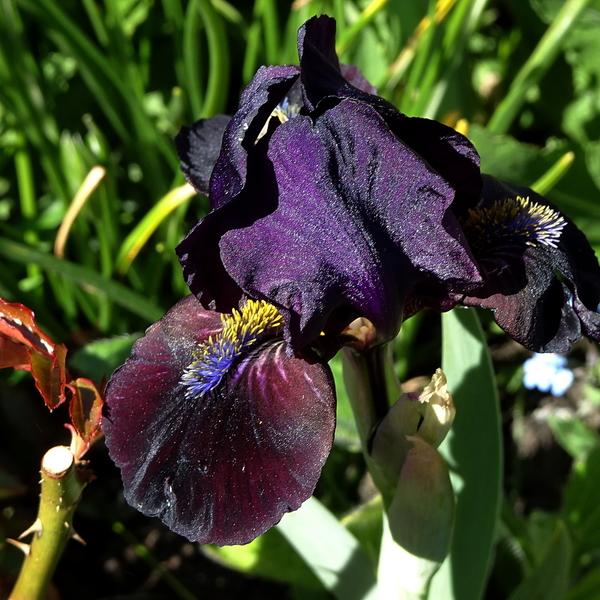 Standard Dwarf Bearded Iris (Iris 'Demon') in the Irises Database ...