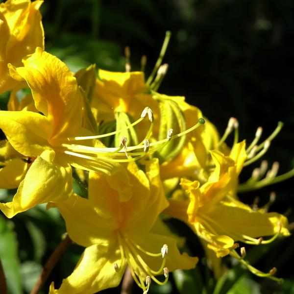 Photo of the bloom of Pontic Azalea (Rhododendron luteum) posted by ...