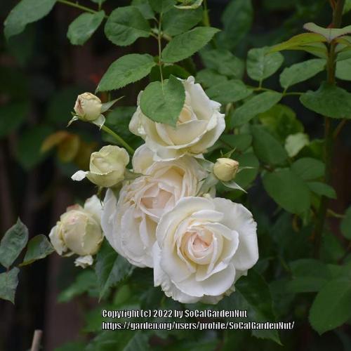 Rose (Rosa 'White Eden') in the Roses Database - Garden.org