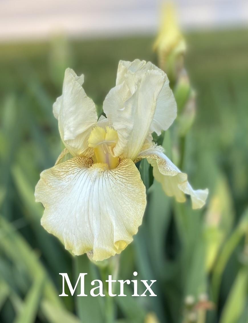 Tall Bearded Iris (Iris 'Matrix') in the Irises Database - Garden.org