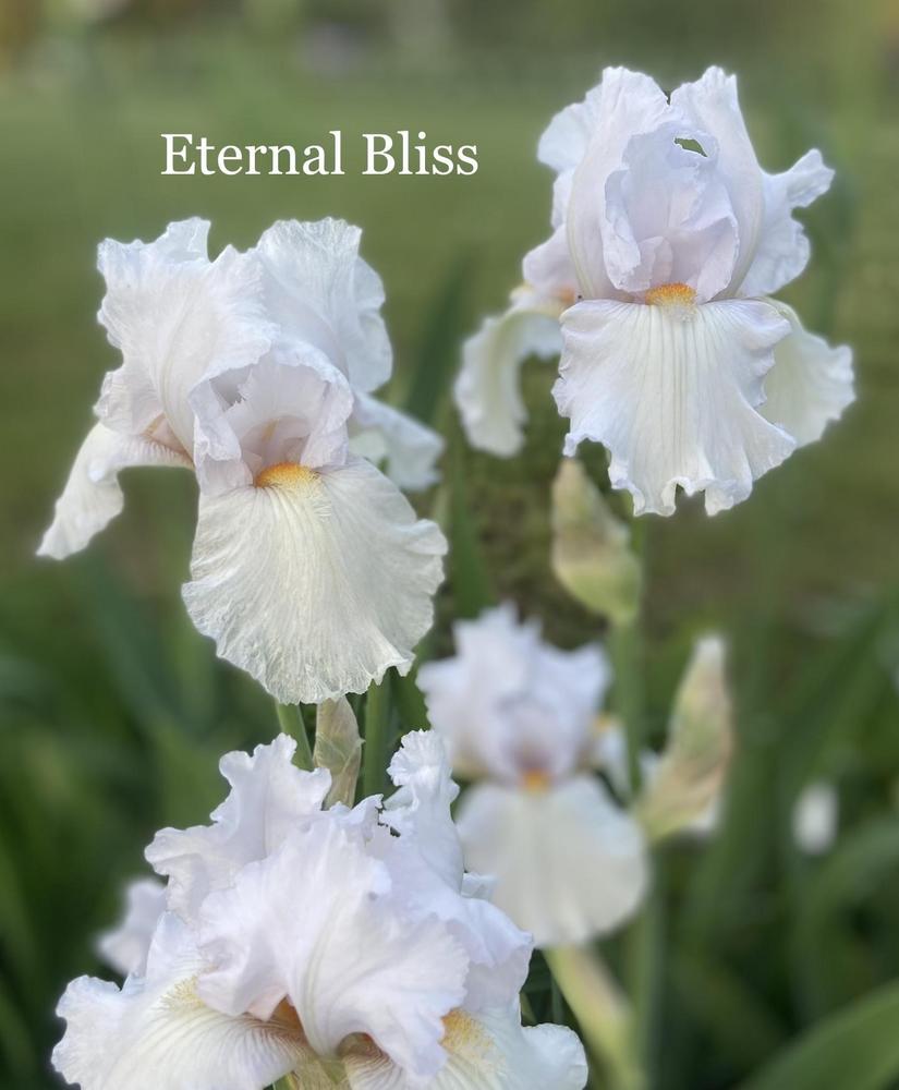 Photo of the bloom of Tall Bearded Iris (Iris 'Eternal Bliss') posted ...