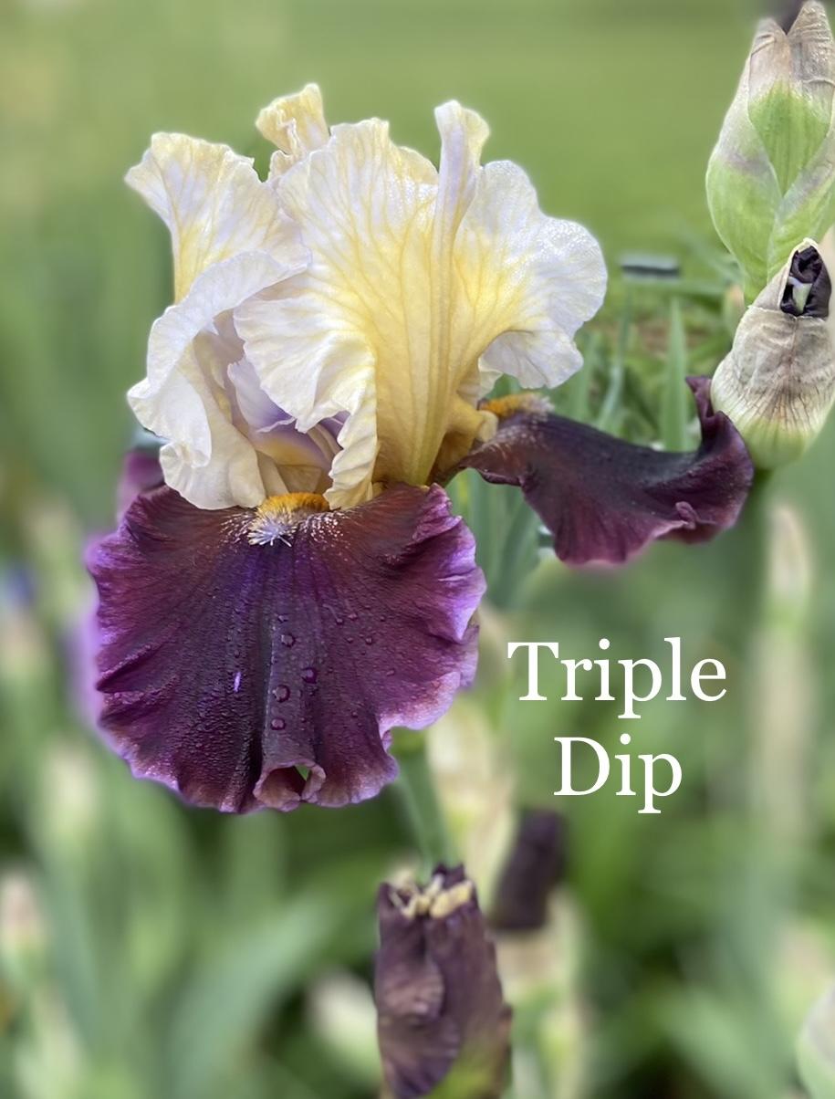 Photo of the bloom of Tall Bearded Iris (Iris 'Triple Dip') posted by amberjewel - Garden.org
