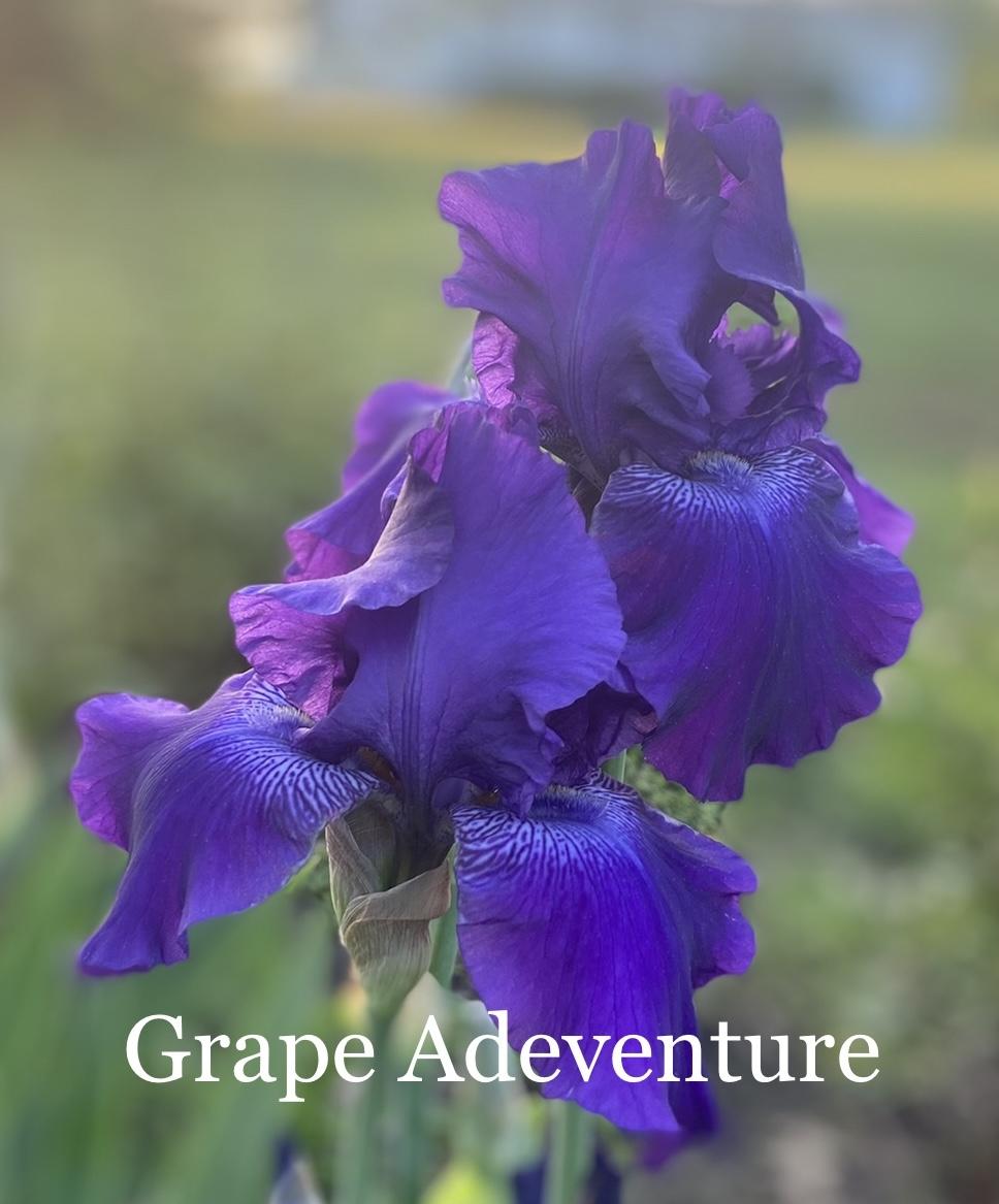 Photo of the bloom of Tall Bearded Iris (Iris 'Grape Adventure') posted ...