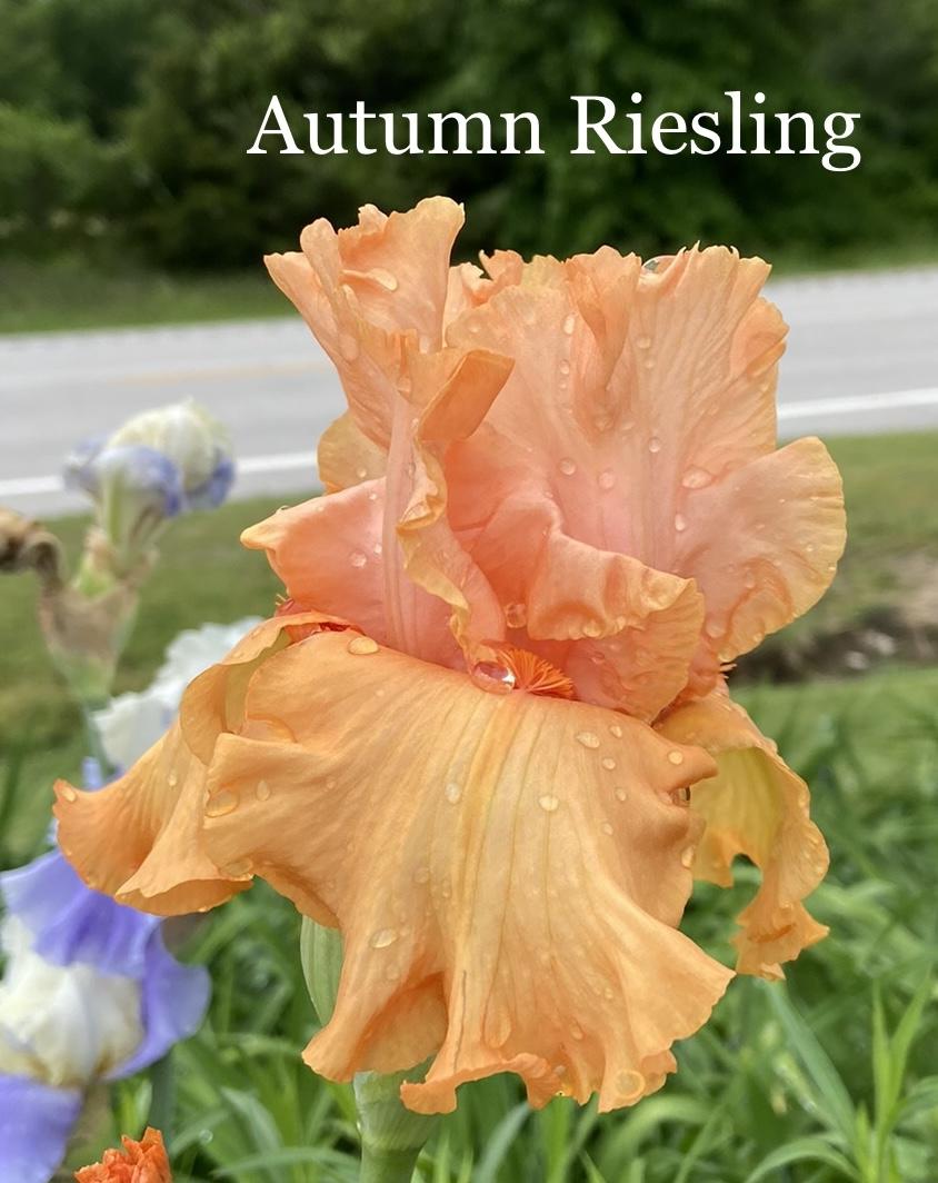 Photo of the bloom of Tall Bearded Iris (Iris 'Autumn Riesling') posted ...