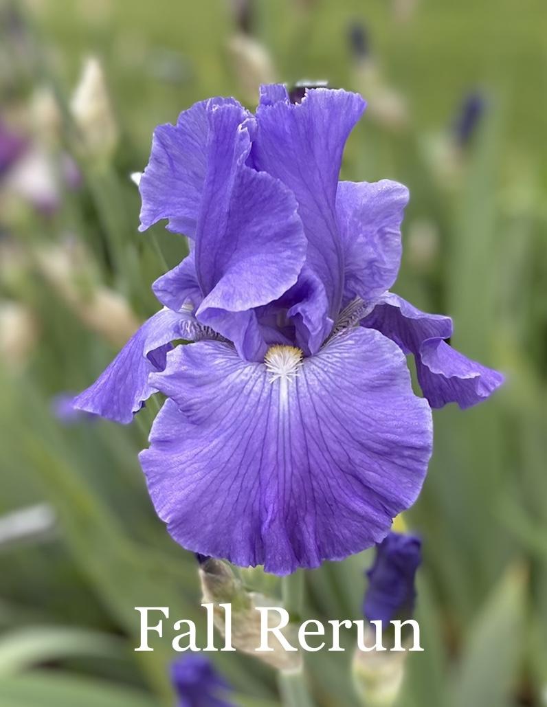 Photo of the bloom of Tall Bearded Iris (Iris 'Fall Rerun') posted by ...
