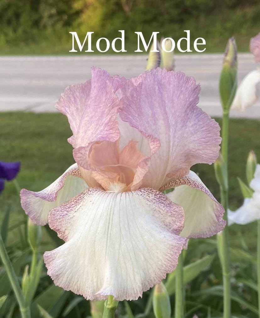 Photo of the bloom of Tall Bearded Iris (Iris 'Mod Mode') posted by ...