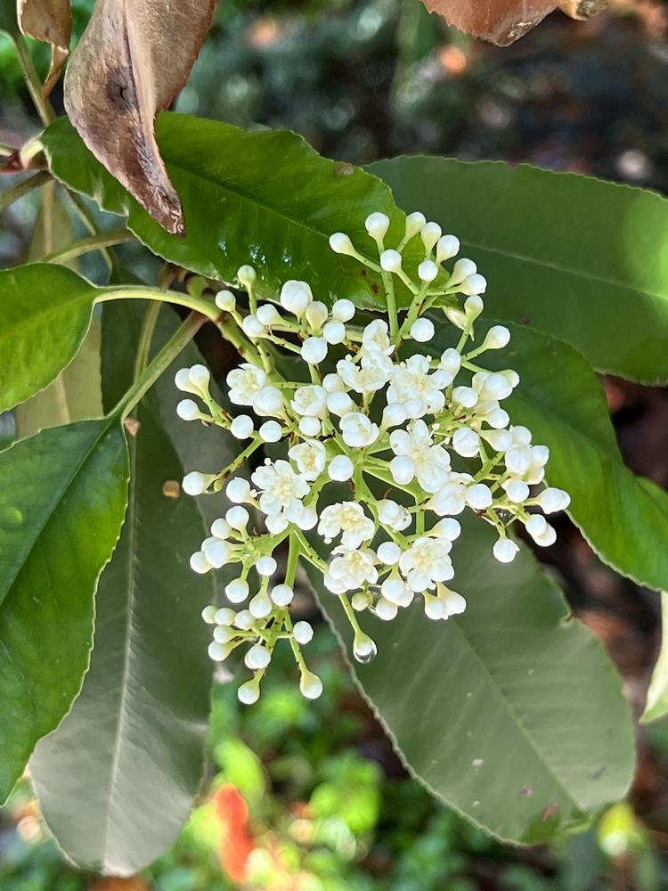 Photo of the bloom of Chinese Photinia (Photinia serratifolia) posted ...