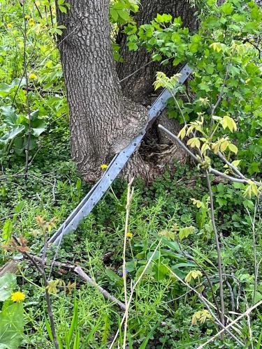 Old Metal Post Grown into Trees (see picture) in the Trees and Shrubs ...