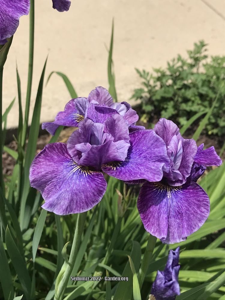 Photo of the bloom of Iris 'Ruffled Velvet' posted by sedumzz - Garden.org