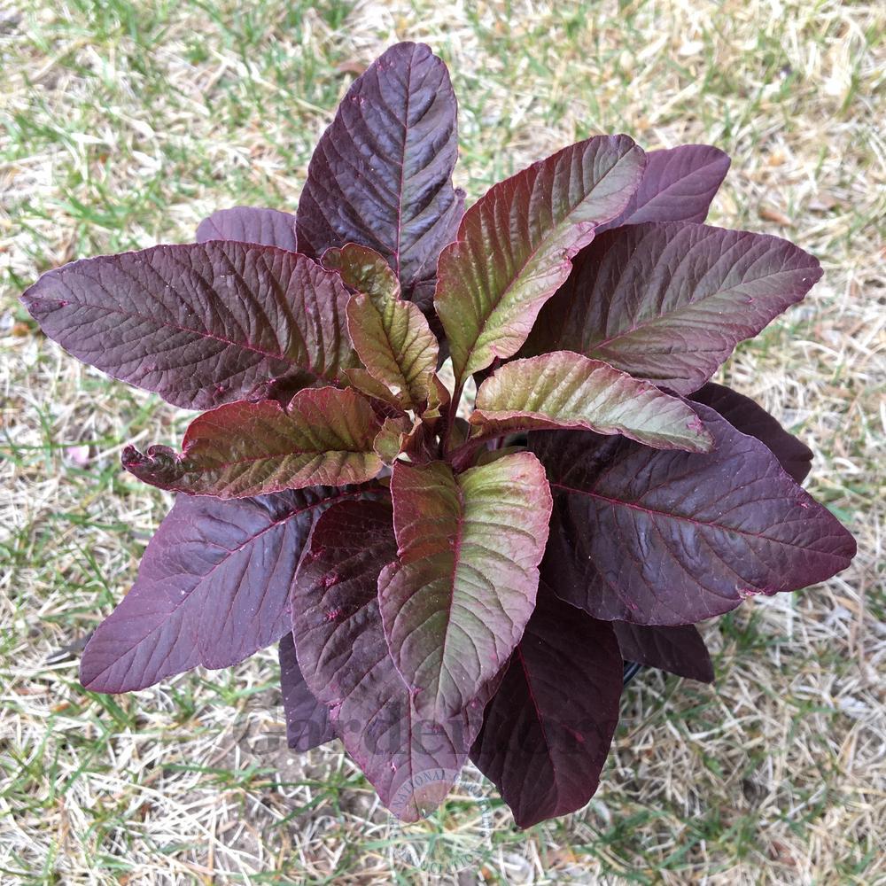 Photo of the seedling or young plant of Joseph's Coat (Amaranthus ...
