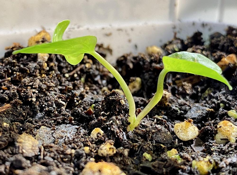 Photo of the seedling or young plant of Ipomoea lottiae posted by ...