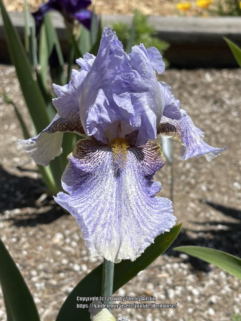 Tall Bearded Iris (Iris 'Island Fiesta') in the Irises Database ...