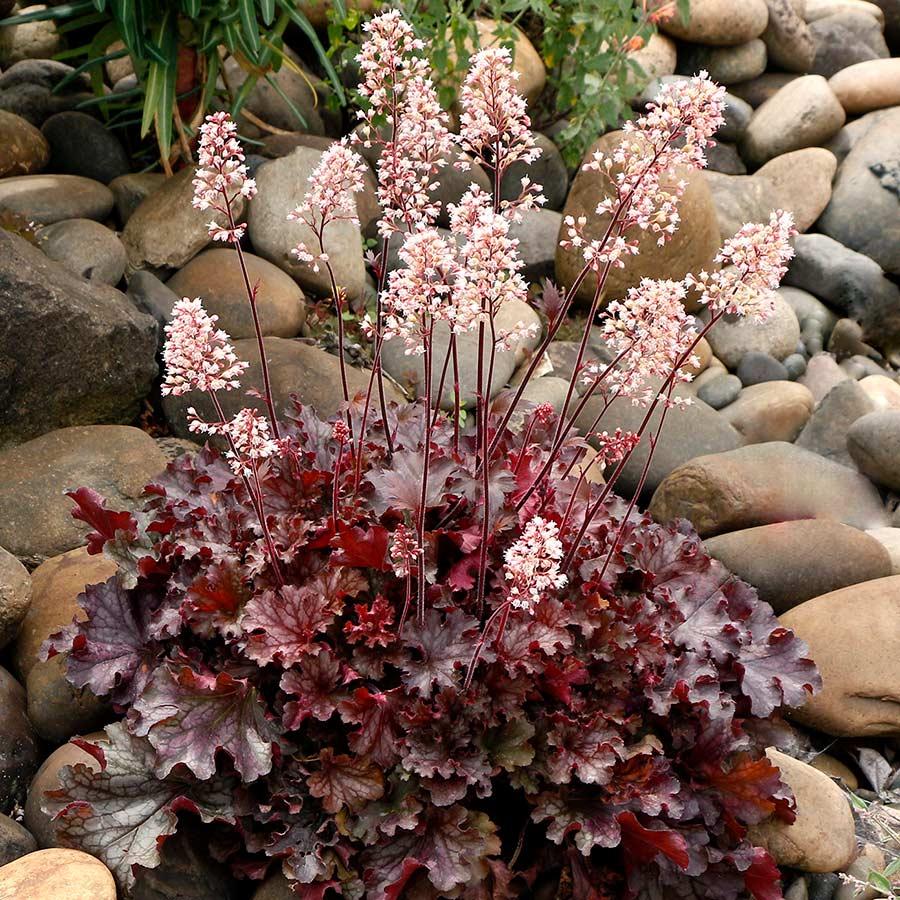 Photo of the entire plant of Coral Bells (Heuchera 'Ruby Tuesday ...