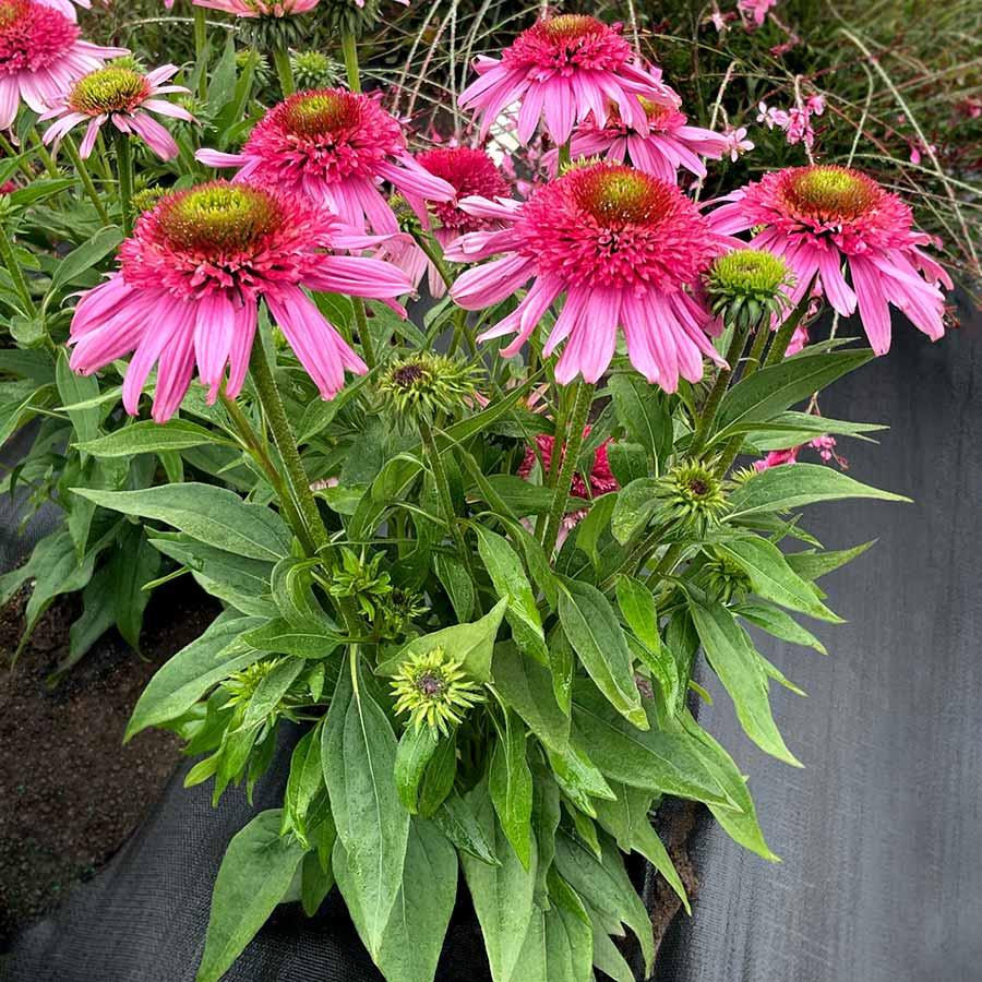 Photo of the entire plant of Dwarf Coneflower (Echinacea Sundial™ Pink ...