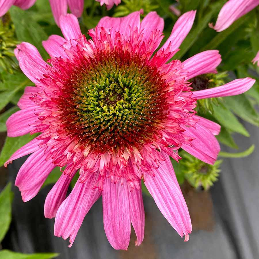 Photo of the bloom of Dwarf Coneflower (Echinacea Sundial™ Pink) posted ...