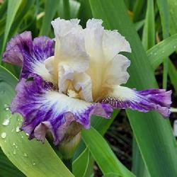 Tall Bearded Iris (Iris 'Interstellar') in the Irises Database - Garden.org