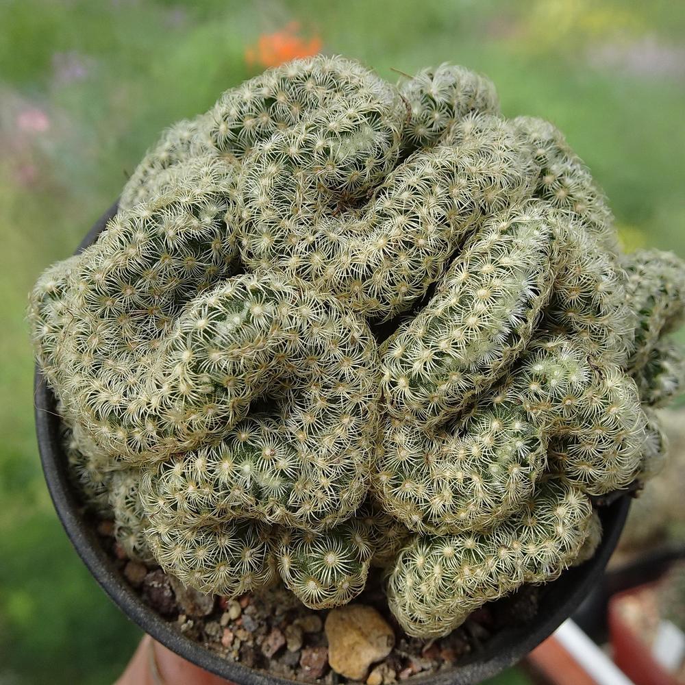 Photo of the entire plant of Brain Cactus (Mammillaria elongata ...