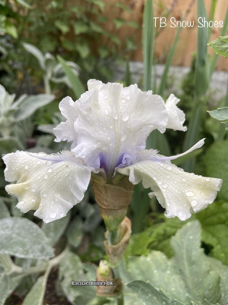 Photo of the bloom of Tall Bearded Iris (Iris 'Snow Shoes') posted by ...