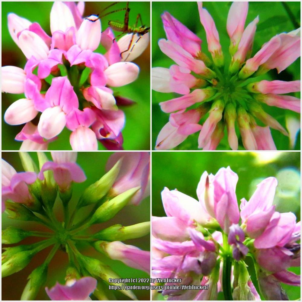 Photo of the bloom of Bushy vetch (Lathyrus venosus) posted by ...