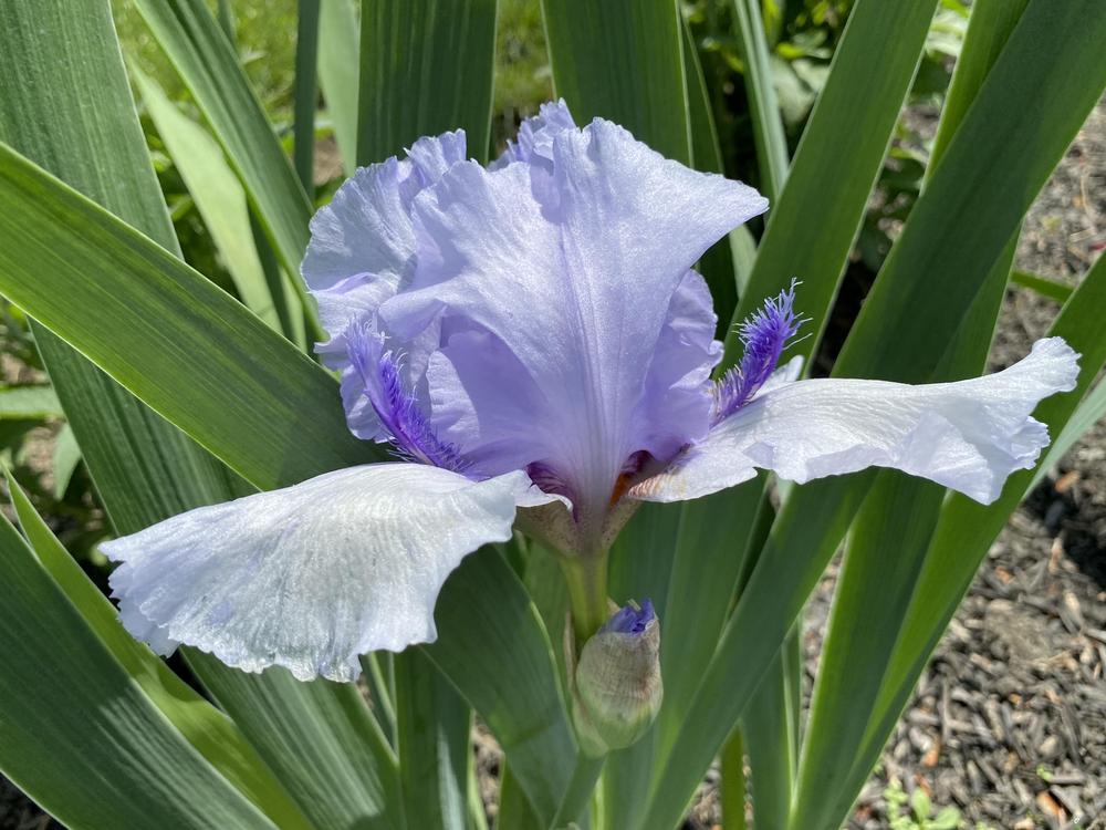 Photo of the bloom of Tall Bearded Iris (Iris 'Alien Mist') posted by ...