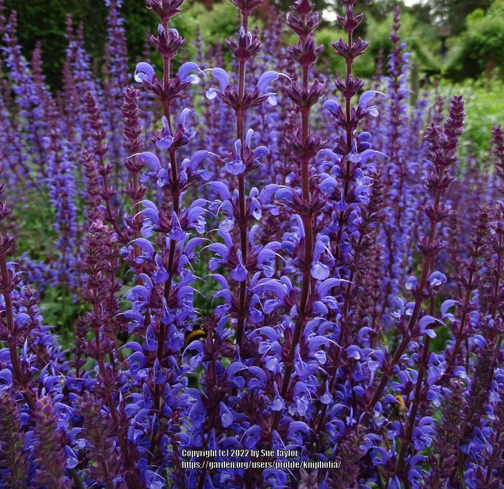 Photo of the bloom of Violet Sage (Salvia 'Dear Anja') posted by ...