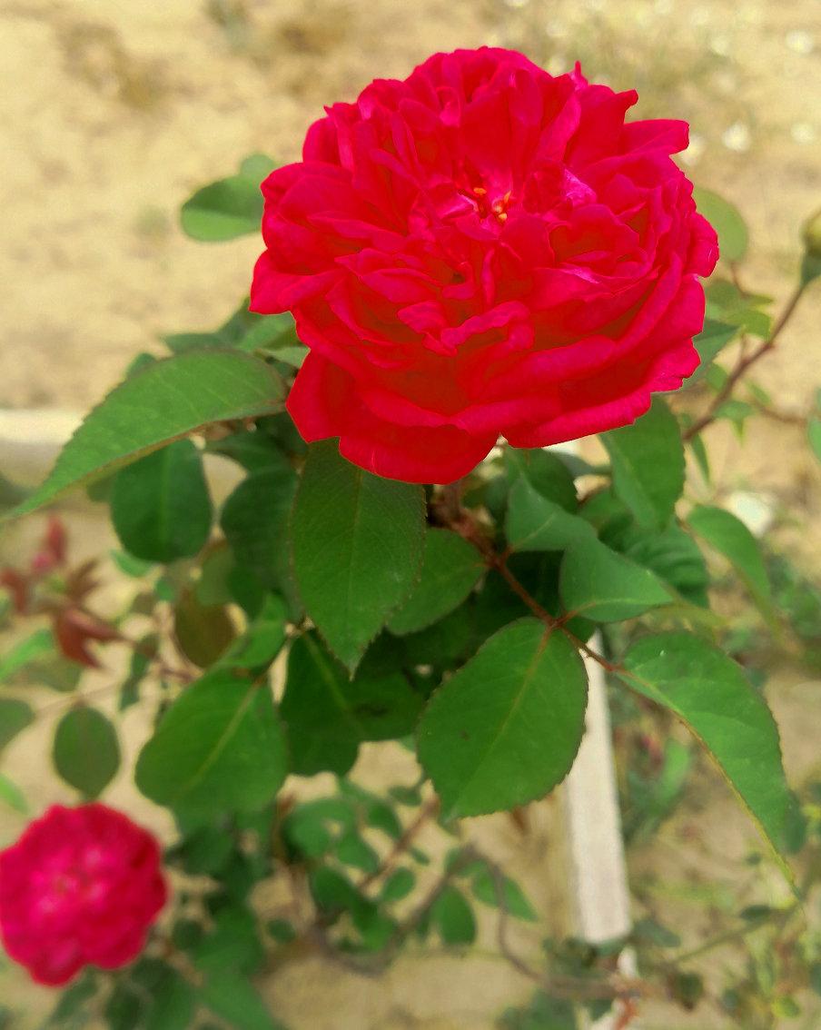 Photo of the entire plant of Rose (Rosa 'Rose du Roi') posted by ...